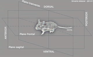 los planos simetricos de los animales: planos simetricos